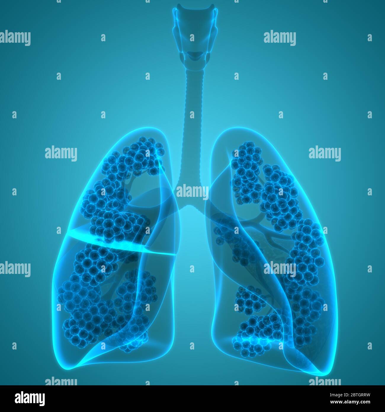 Alveolar sacs anatomy hi-res stock photography and images - Alamy