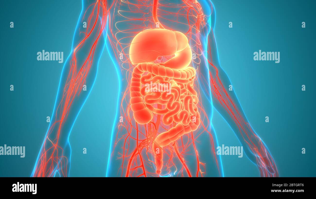 Human Digestive System Anatomy Stock Photo - Alamy
