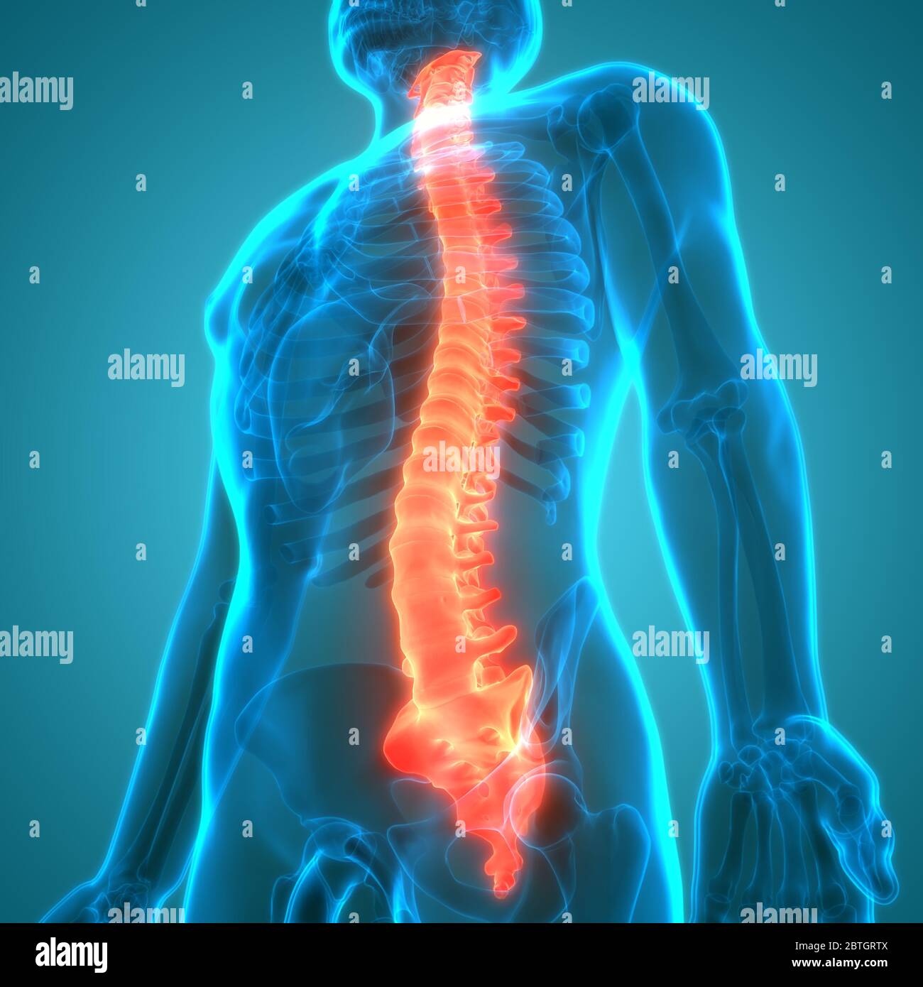 Vertebral column hi-res stock photography and images - Alamy