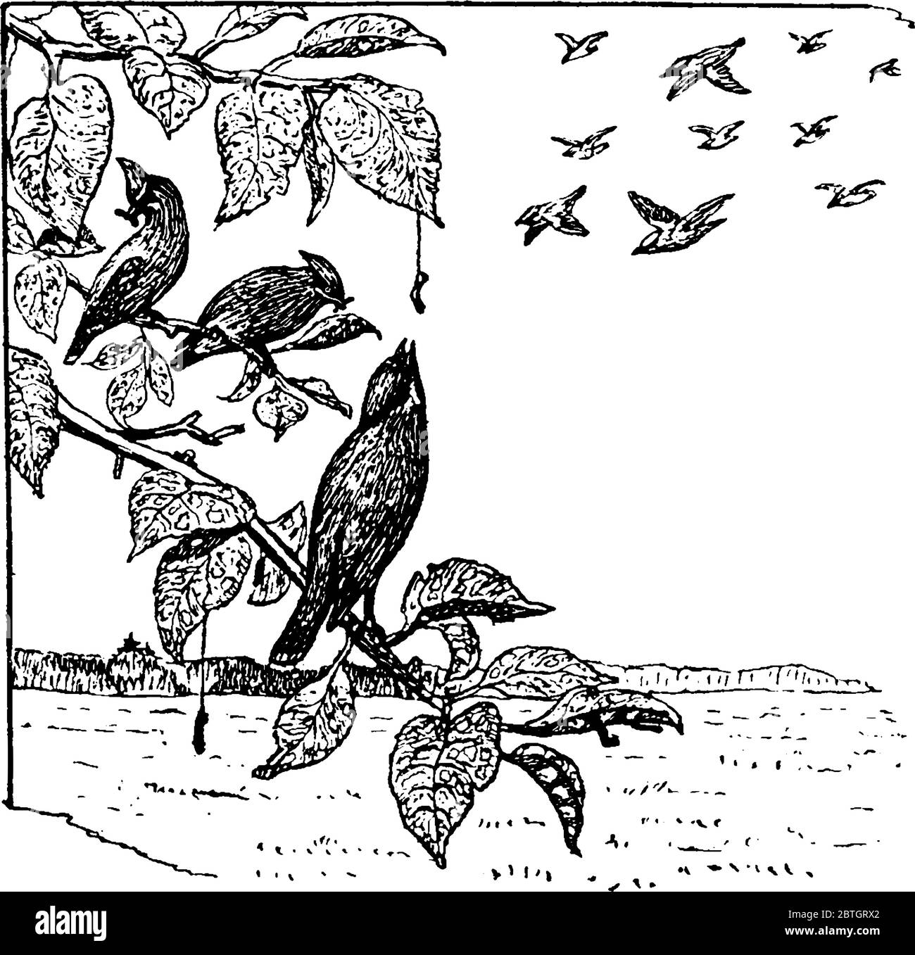 Few bird flying and sitting on the branches of the trees, performing ...