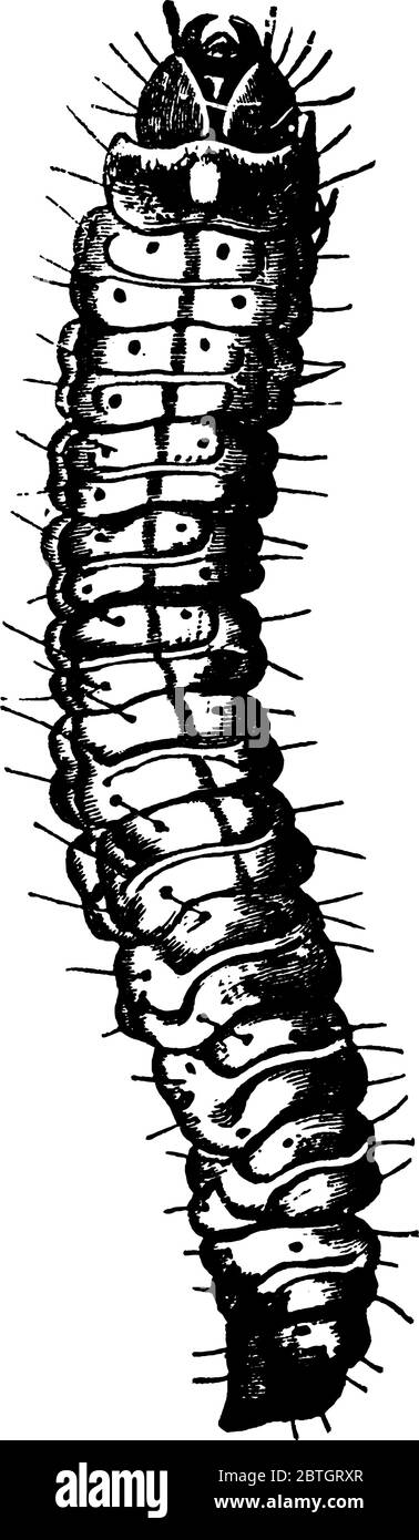 The picture depicts the larval stage of the moth hi-res stock ...