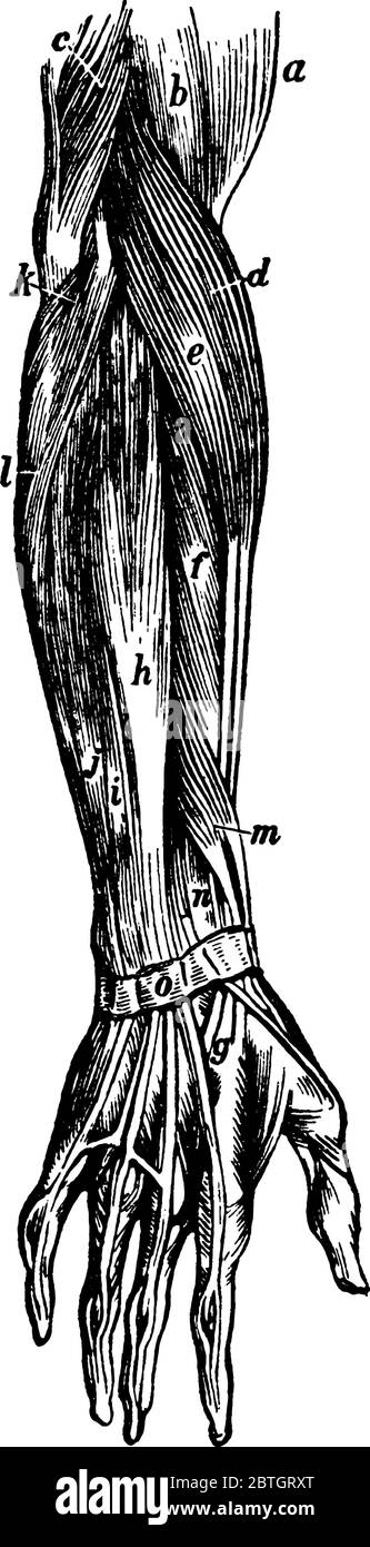 Muscles of the forearm include flexor and extensors and these muscles ...