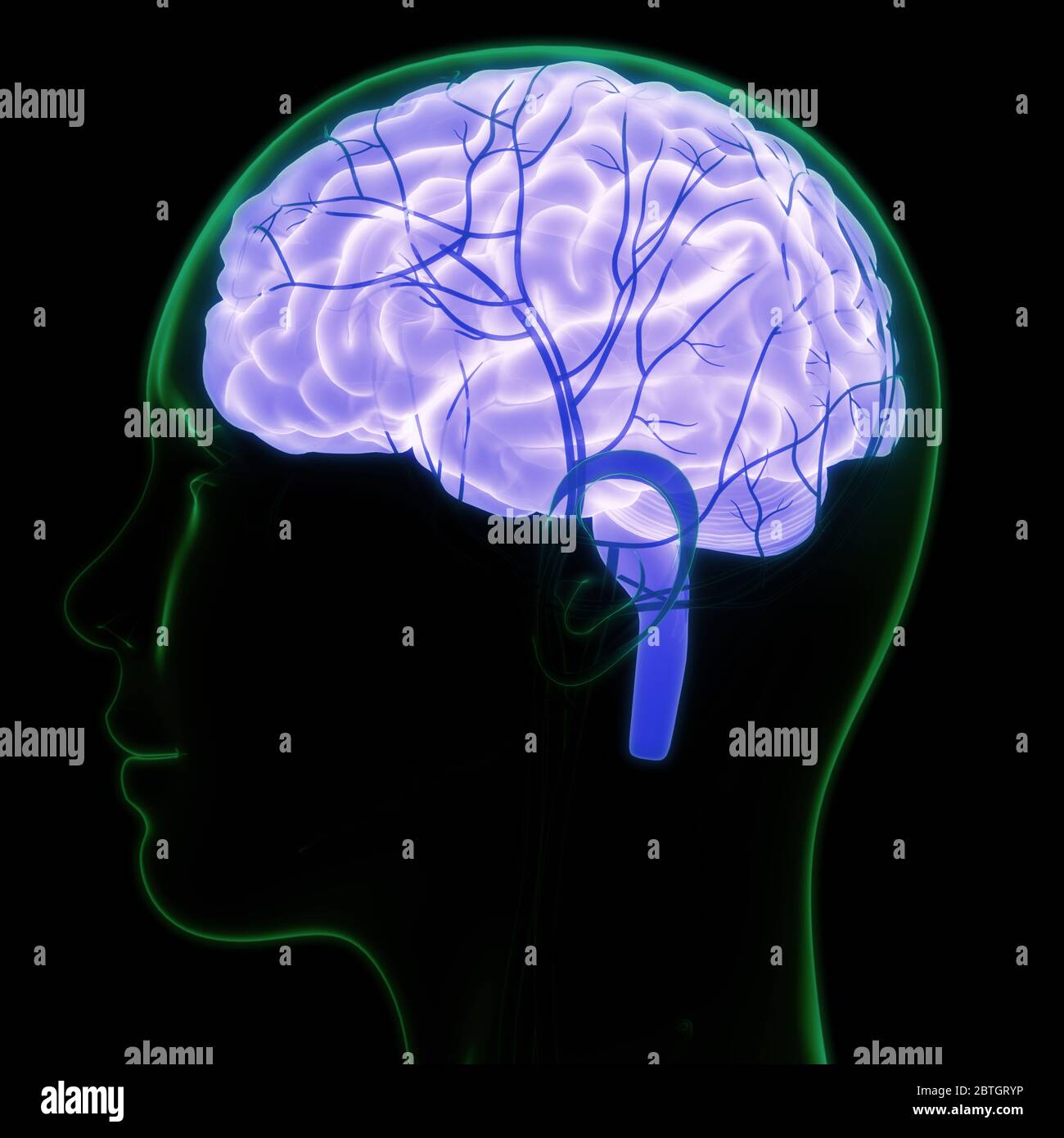 Central organ of Human Nervous System Brain Anatomy Stock Photo - Alamy