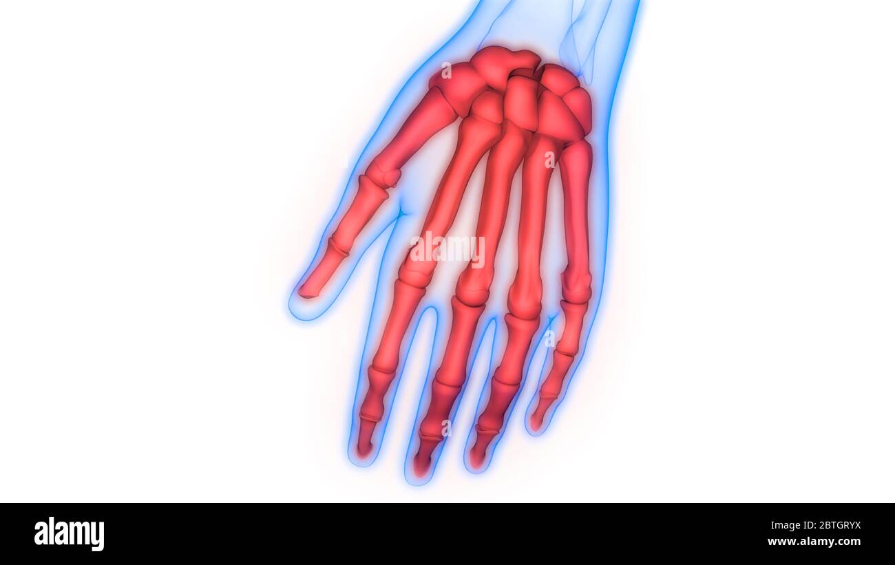 Human Skeleton System Bone Joints Anatomy Stock Photo - Alamy