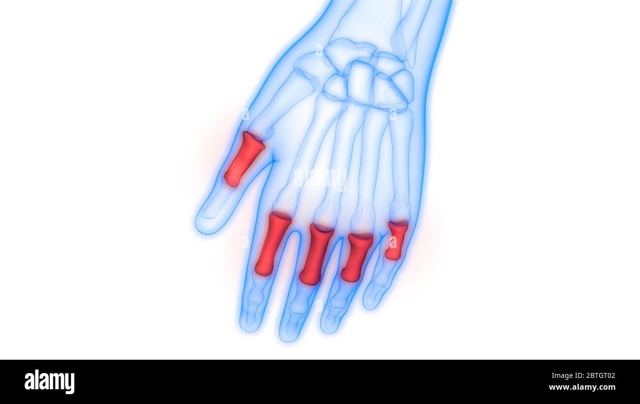 Human Skeleton System Bone Joints Anatomy Stock Photo - Alamy