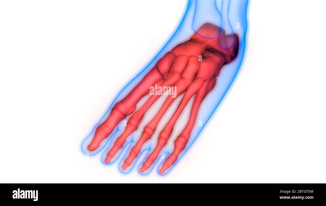 Human Skeleton System Bone Joints Anatomy Stock Photo - Alamy