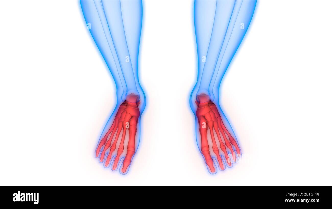 Human Skeleton System Bone Joints Anatomy Stock Photo - Alamy