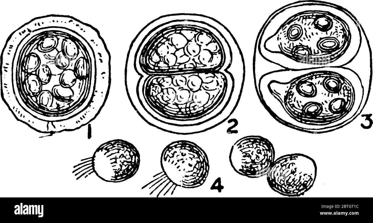 Protococcus Under Microscope