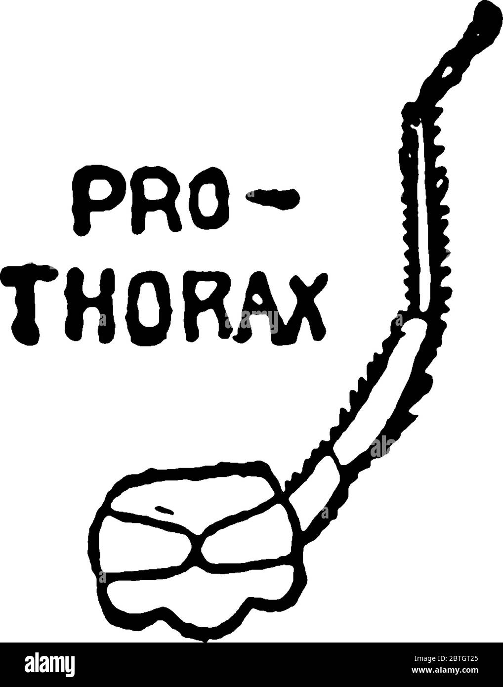 The Body Section Of Mayfly After The Head Is Called Thorax This