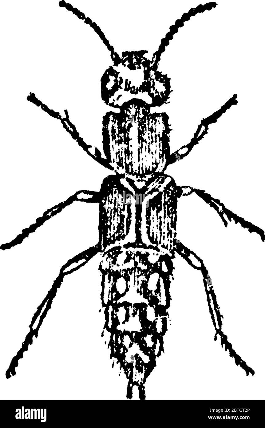 It is named as glow worm, because, various species of insect larva ...