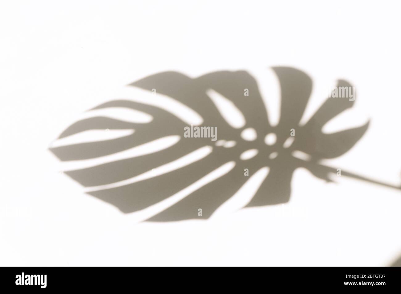 Monstera leaf shadow overlay on white wall background. Shadow of ...