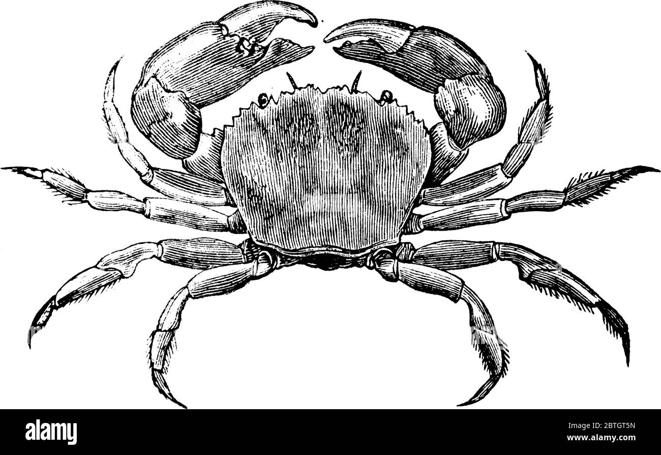 Eriphia laevimana, a crustacean in the Cancridae family of crabs ...