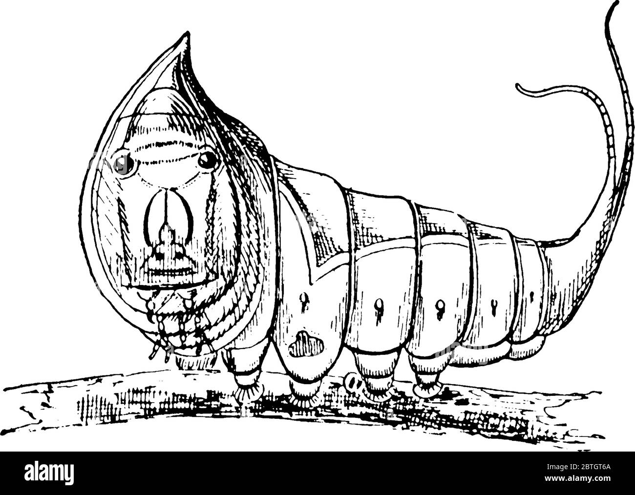 Larval stage Cut Out Stock Images & Pictures - Alamy