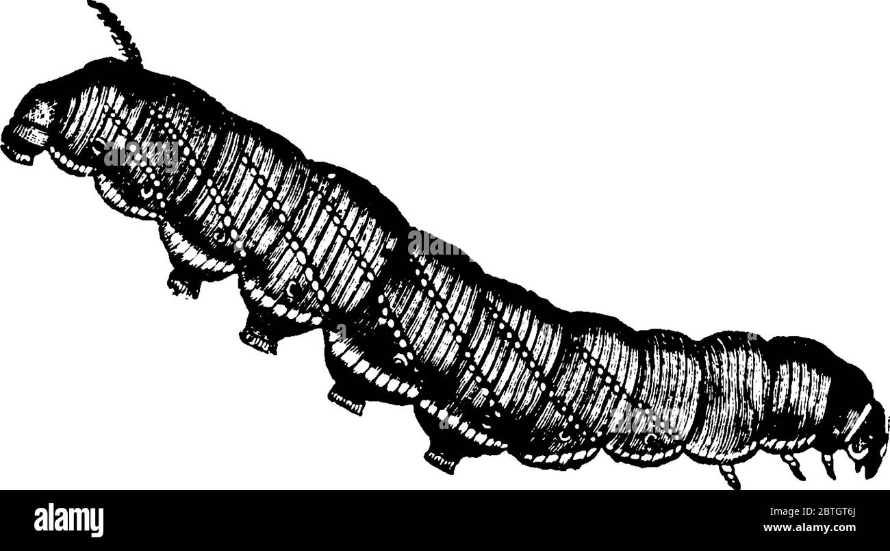 The Hawk Moth are a family of moths, It has forewings that are greyish ...