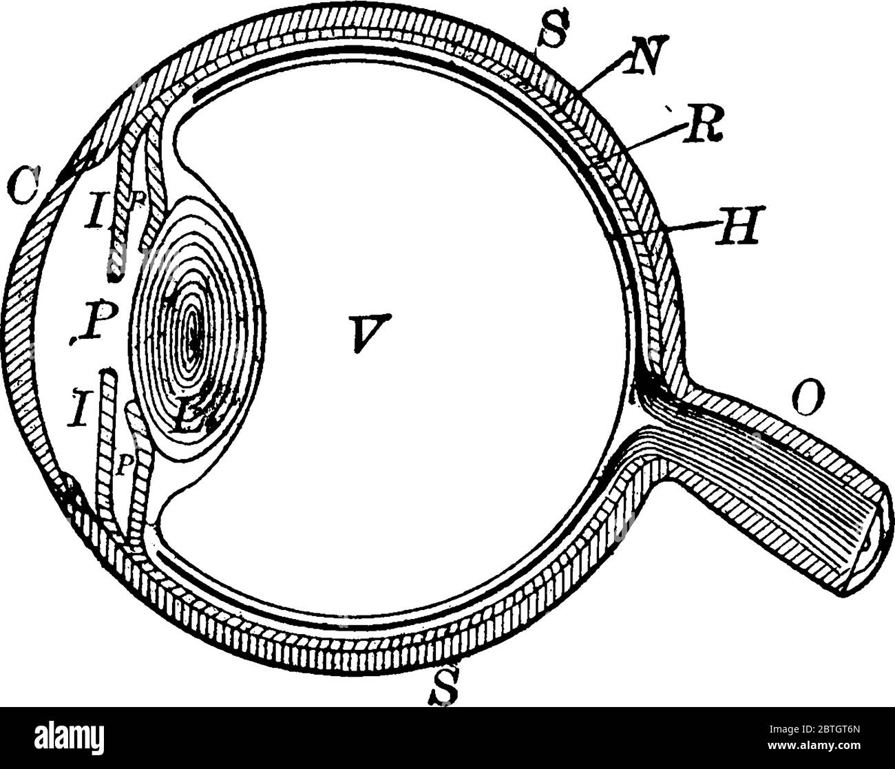 Structures of the eye Stock Vector Images - Alamy