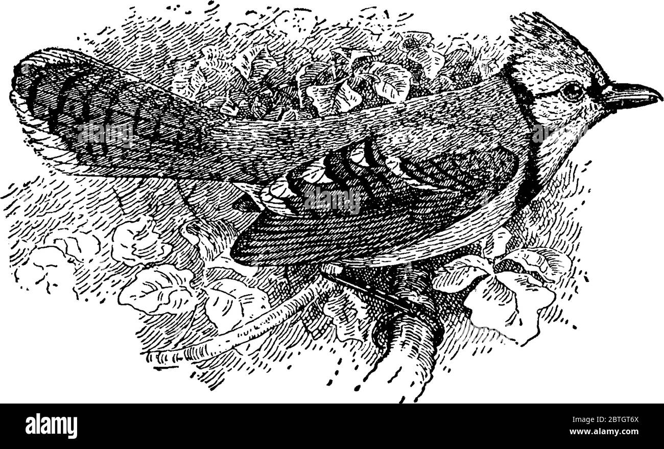 Blue jay is a migratory bird native to North America which feeds on ...