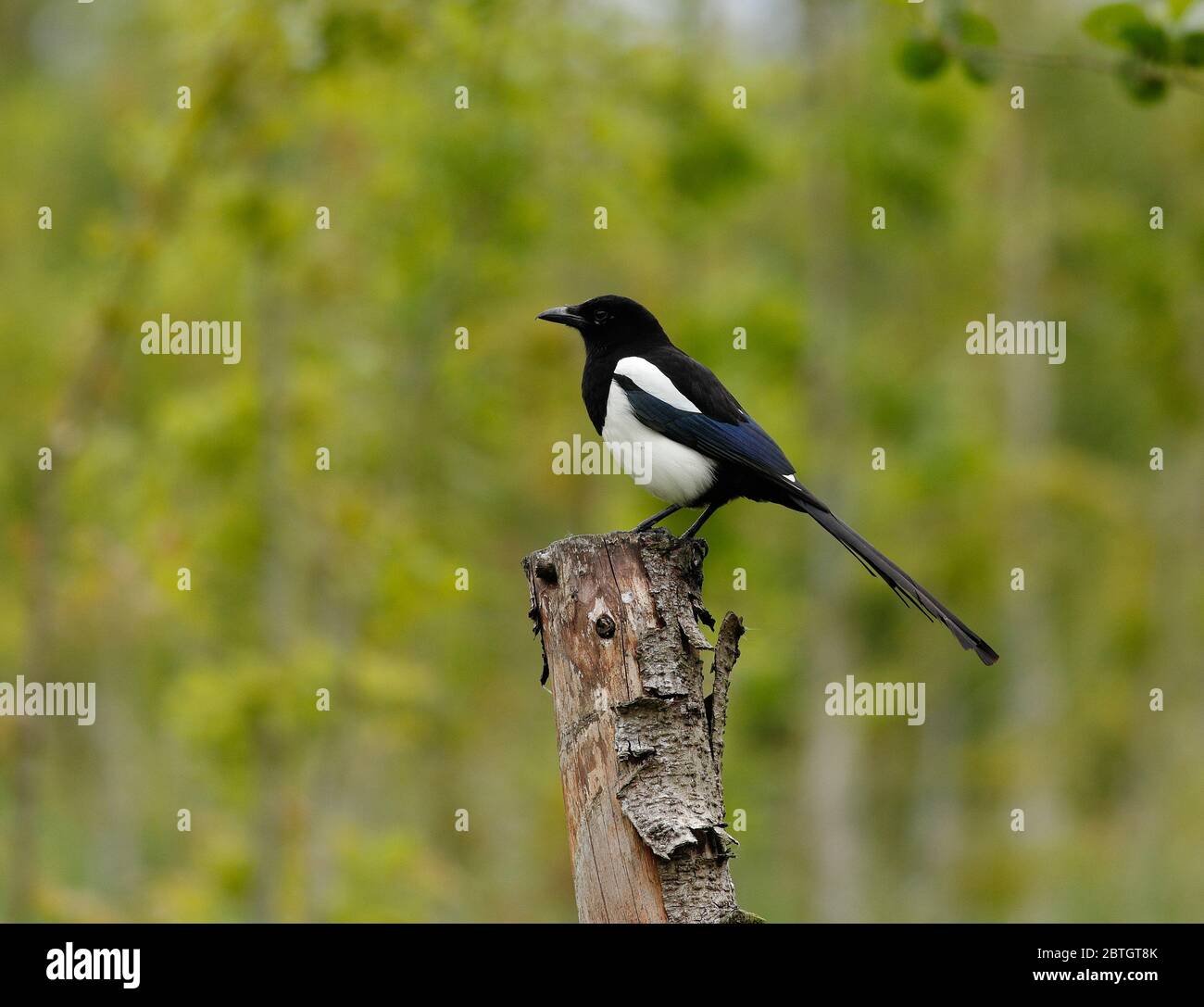 Pica Pica Bird High Resolution Stock Photography and Images - Alamy