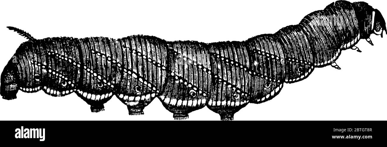 The caterpillar stage of the moth, Protoparce celeus species, they get ...