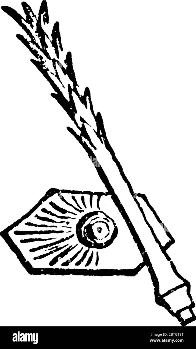 A typical representation of Archaeocidaris Urif Flem (spine and ...