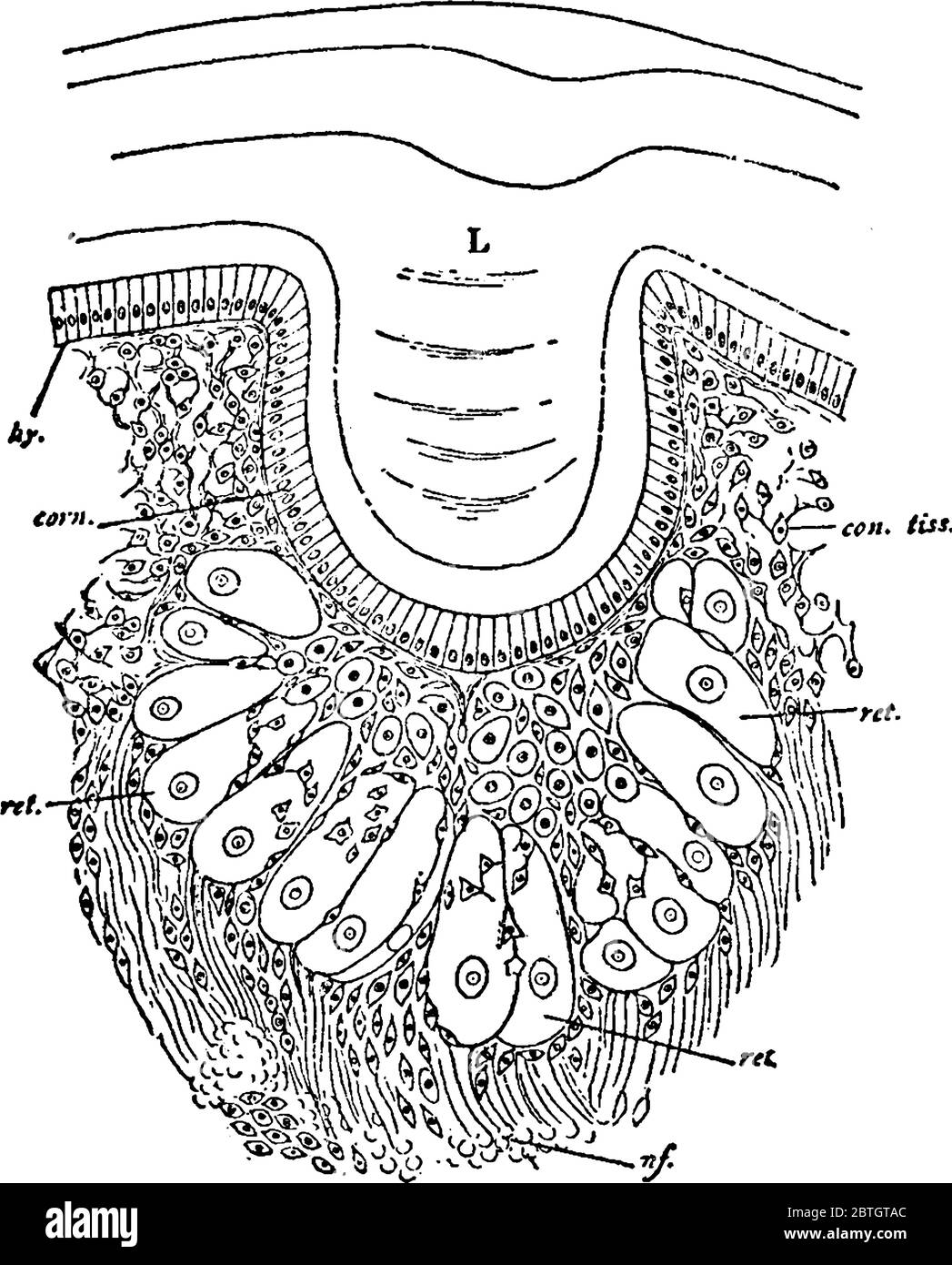 Epidermic Stock Vector Images - Alamy