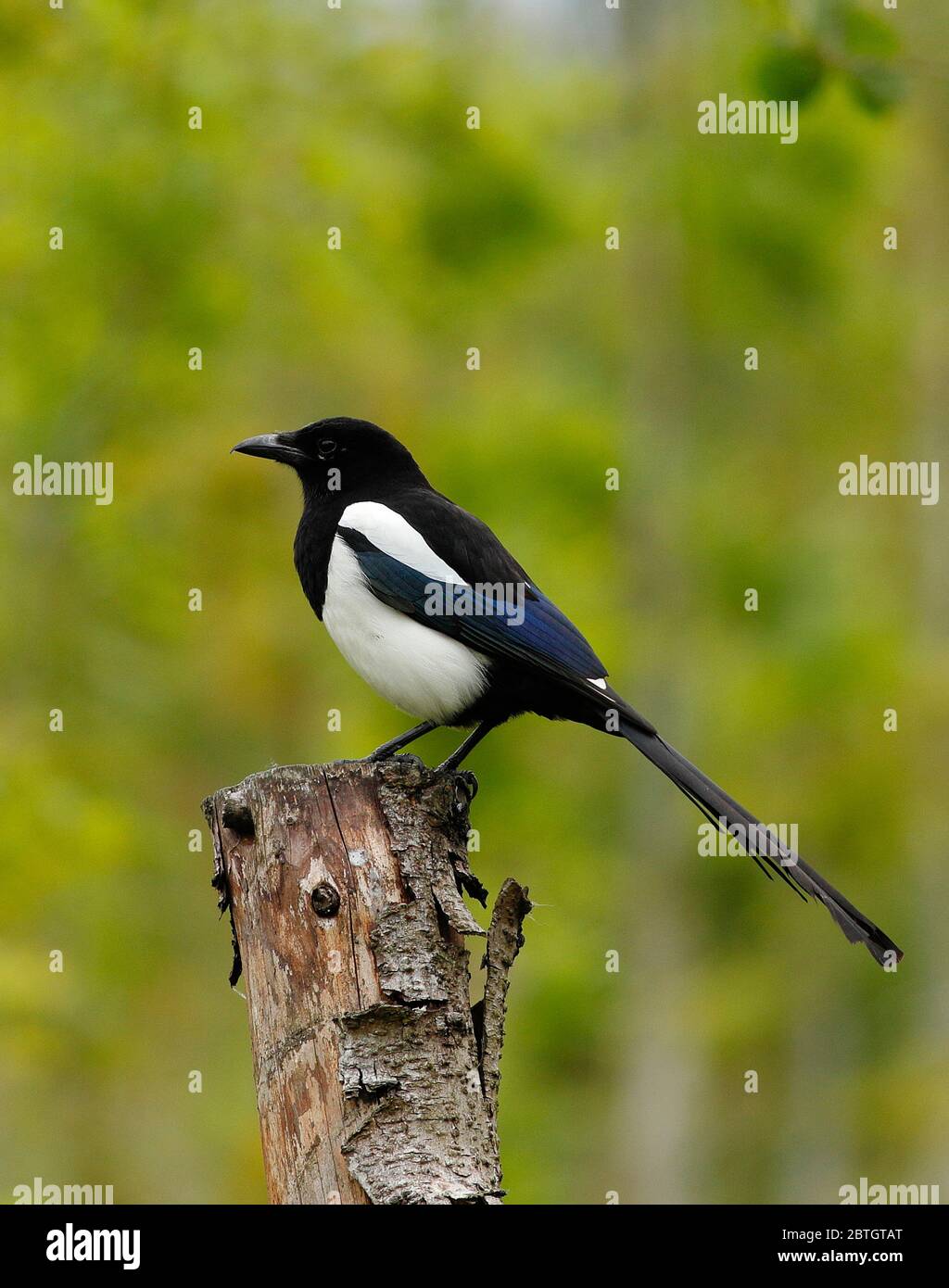 Magpie Feather High Resolution Stock Photography and Images - Alamy