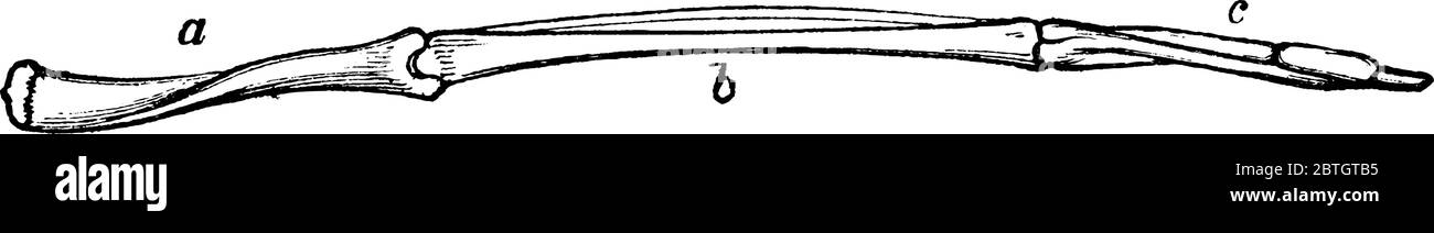 Wing joints Cut Out Stock Images & Pictures - Alamy