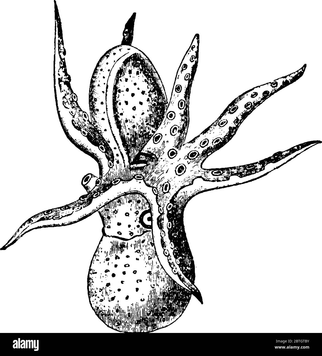 Argonauta hi-res stock photography and images - Alamy