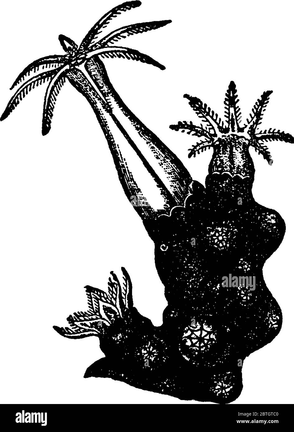 Identical structure Black and White Stock Photos & Images - Alamy