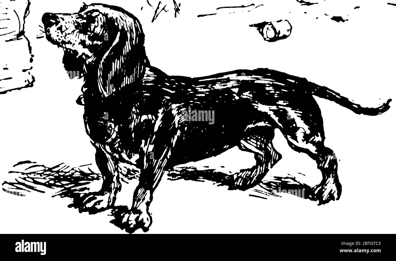 A dog standing in a specific style by which his only left side body are ...