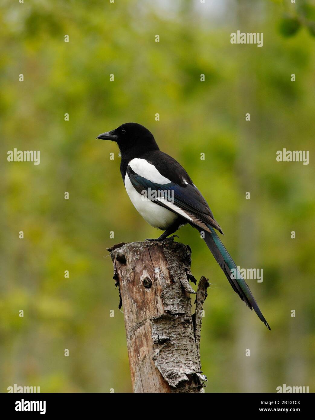 Magpie feeding birds hi-res stock photography and images - Alamy