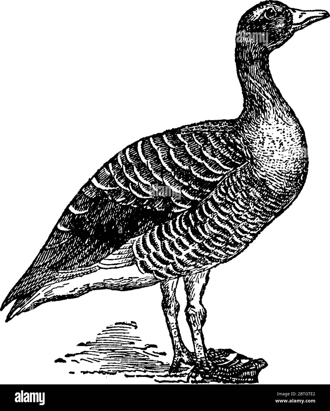 Large fine Black and White Stock Photos & Images - Alamy