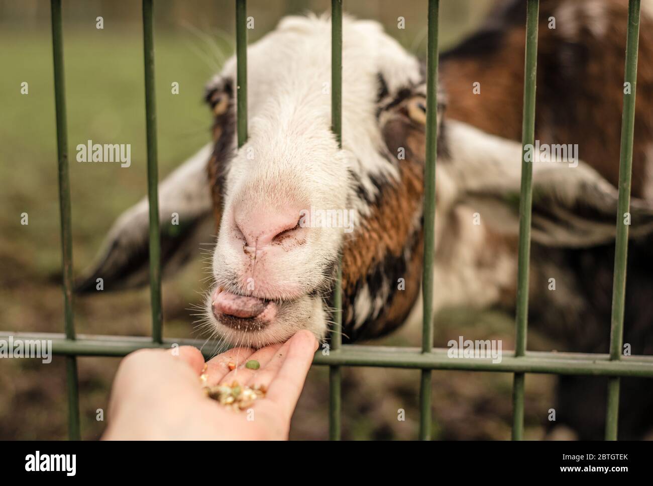 Goat licking head hi-res stock photography and images - Alamy