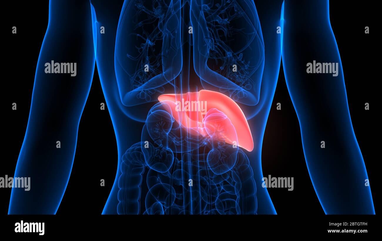 Human Internal Digestive Organ Liver Anatomy Stock Photo - Alamy