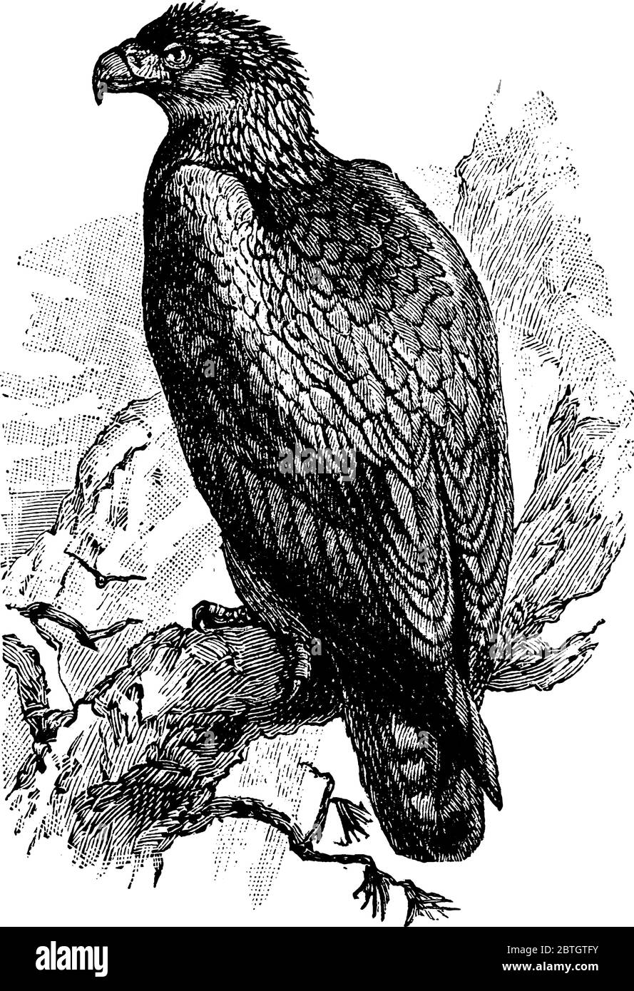A large bird of prey in the Accipitridae family of hawks, eagles, and ...
