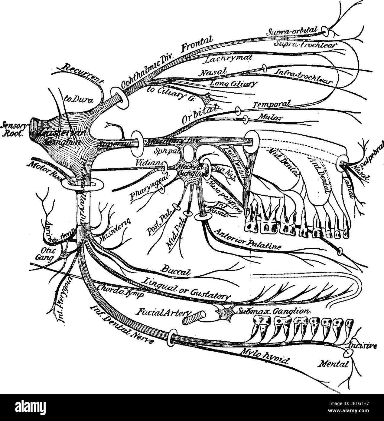 Cranial nerves Stock Vector Images - Alamy