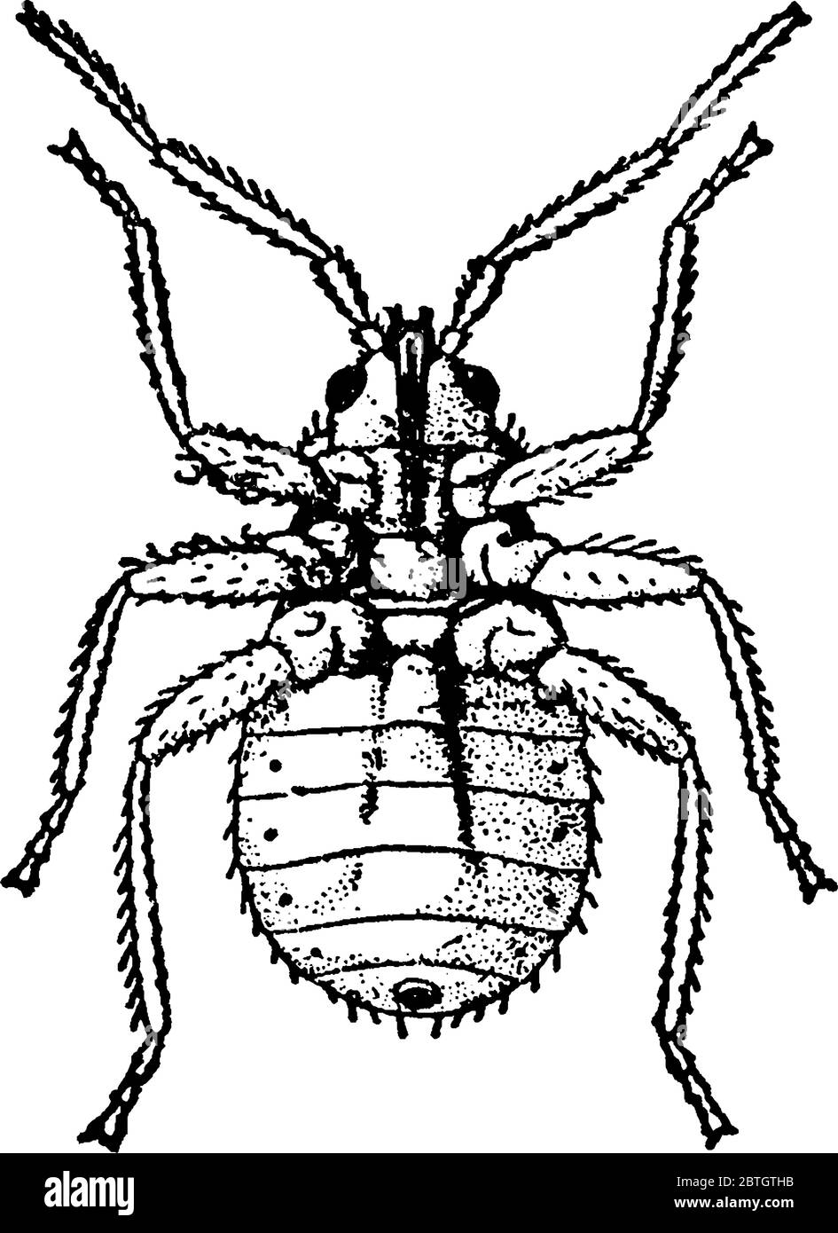 Bedbug, with its parts labelled, vintage line drawing or engraving ...