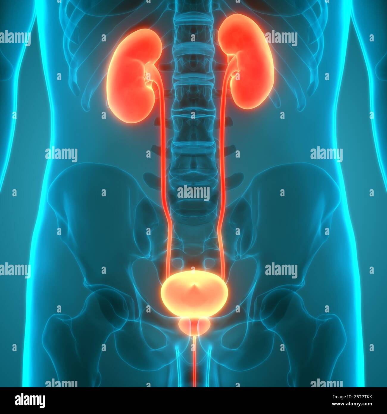 Human Urinary System Kidneys with Bladder Anatomy Stock Photo - Alamy