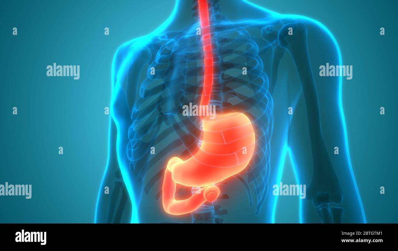 Human Digestive System Anatomy Stock Photo - Alamy