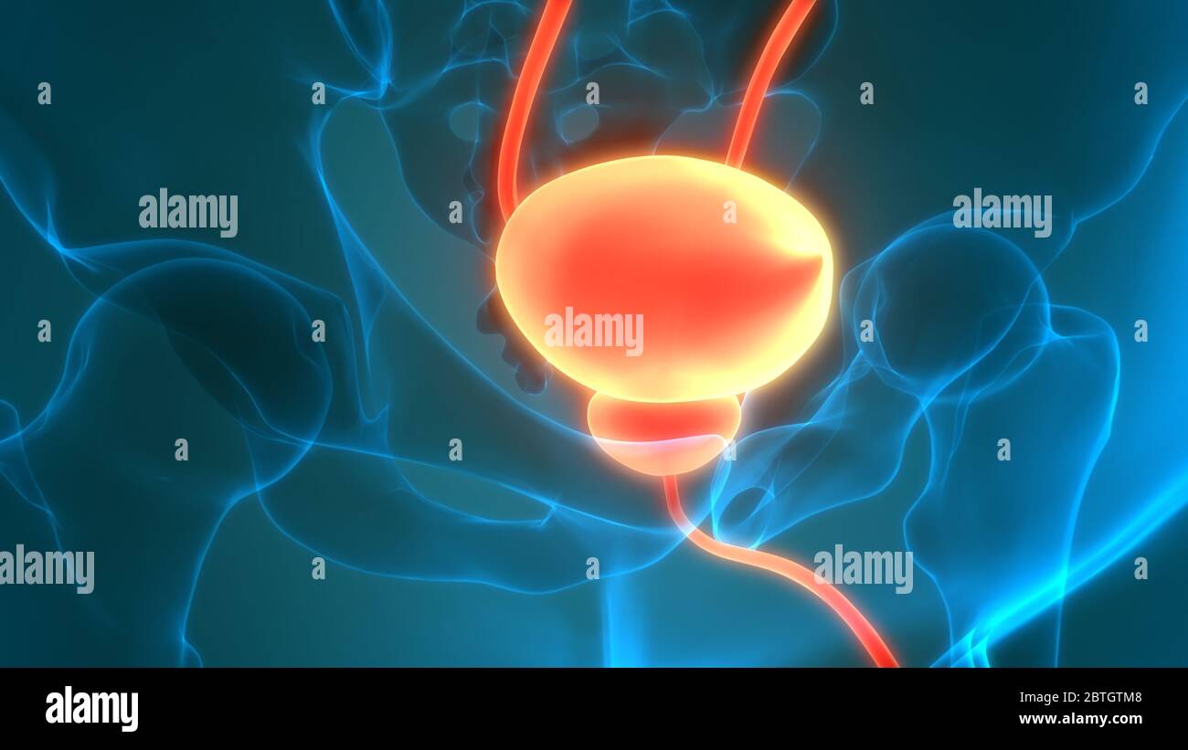 Human Urinary System Kidneys with Bladder Anatomy Stock Photo - Alamy