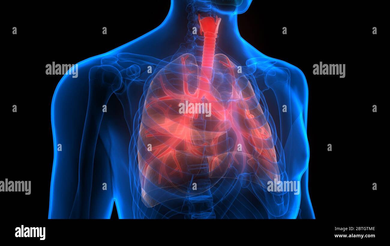 Bone System High Resolution Stock Photography and Images - Alamy