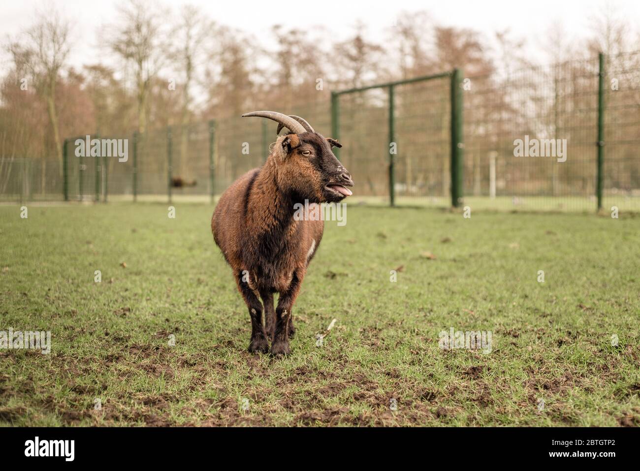 Bleating goat hi-res stock photography and images - Alamy