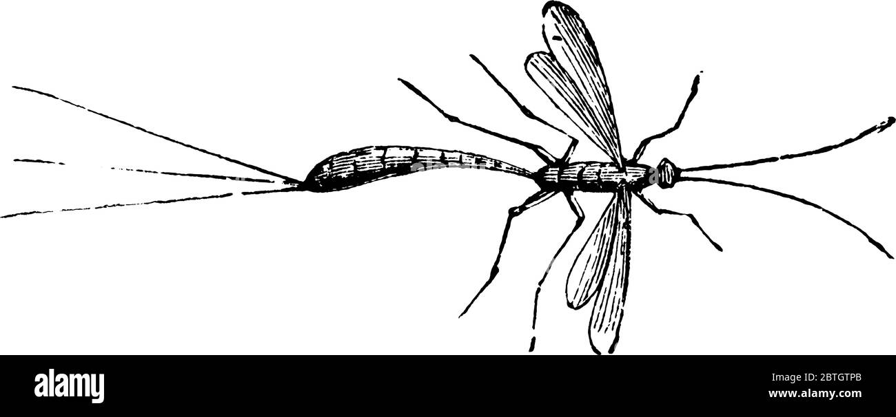 Ichneumon Fly is a insect with cylindrical body, veined wings, antennae ...