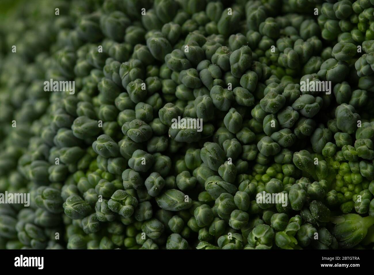 fresh green broccoli texture macro close up - detail of brocoli ...