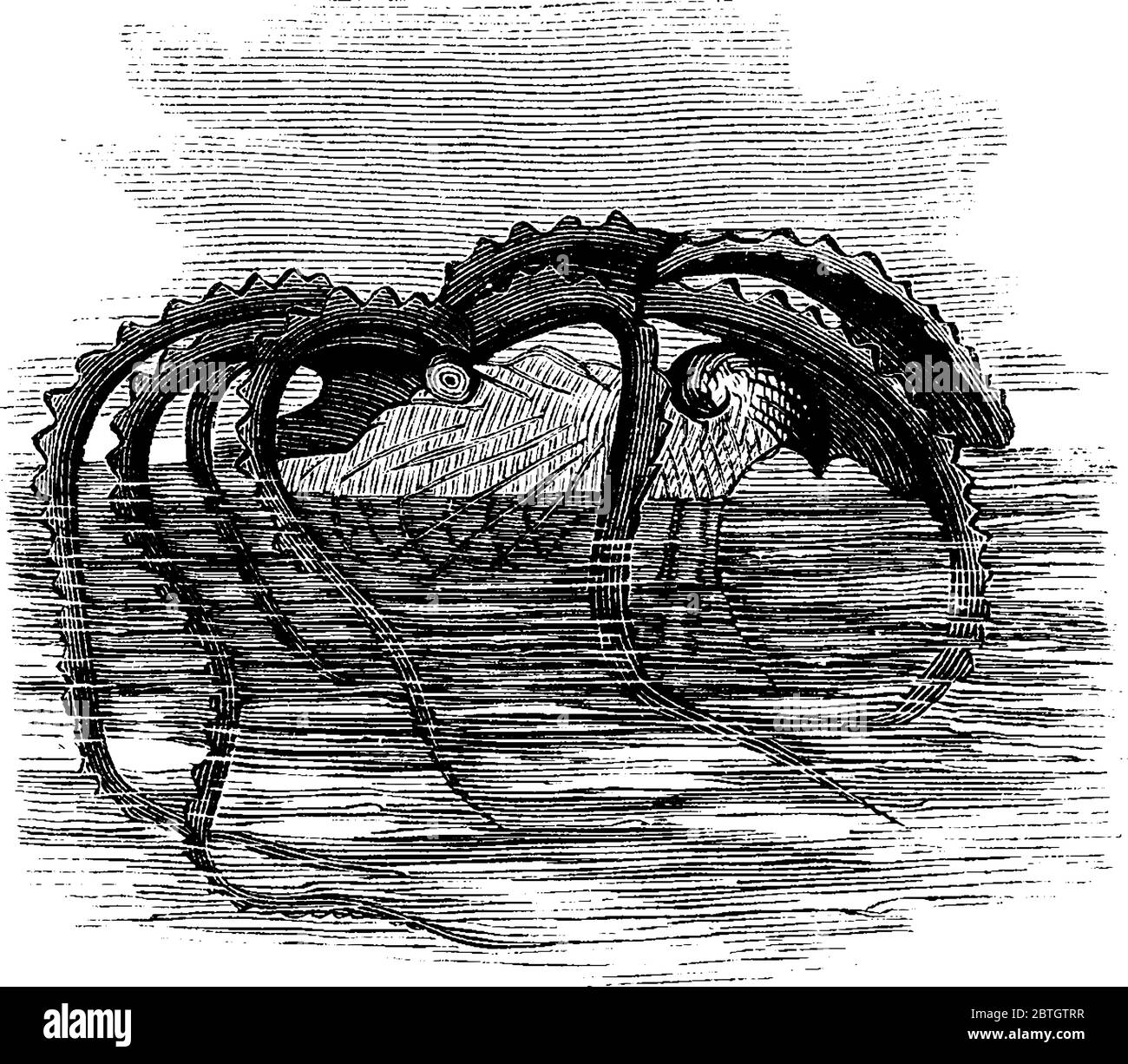 Paper Nautilus Octopus is a small octopus in the family Argonautidae ...