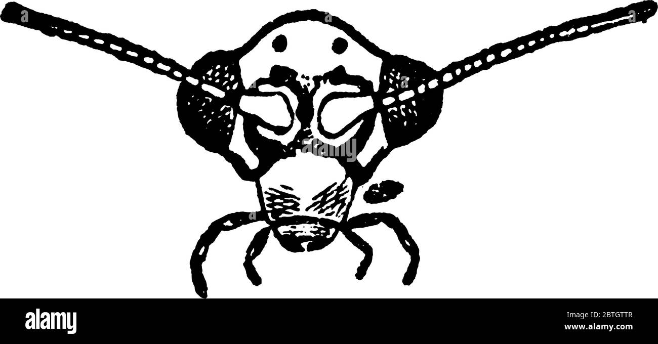 Head of a laced wing fly, vintage line drawing or engraving ...