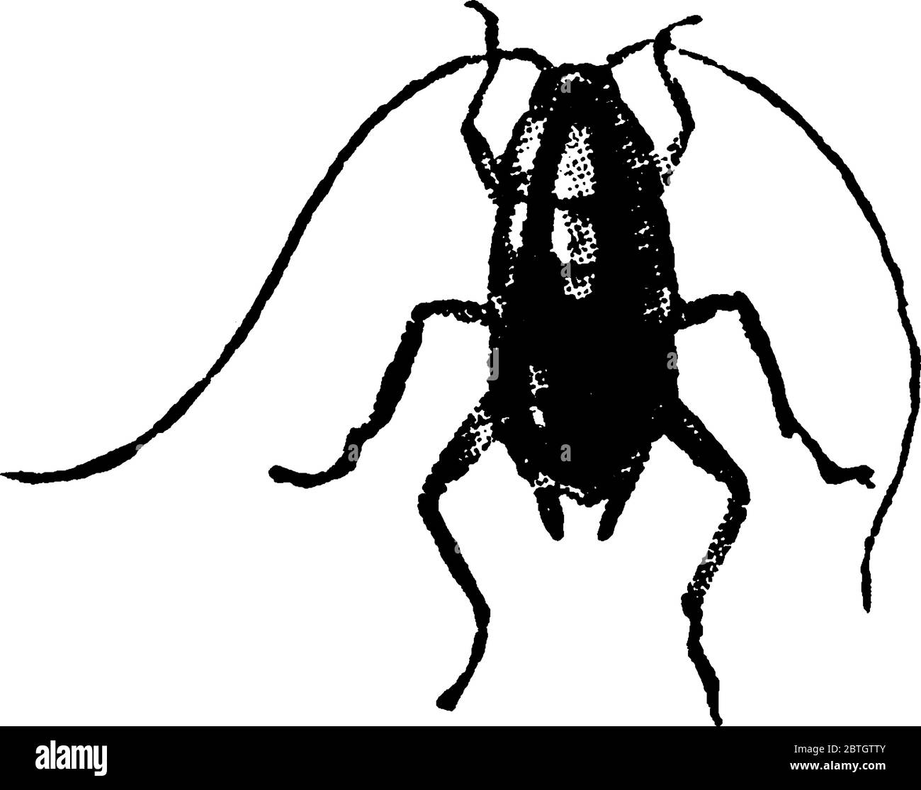 Image showing fourth stage of croton bug, vintage line drawing or ...
