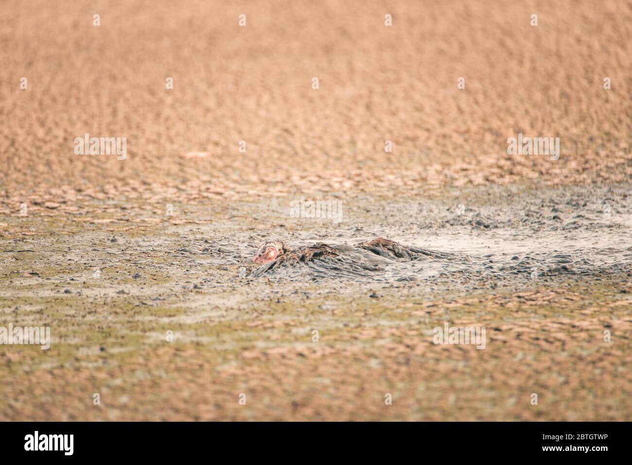Turkey stuck in a sludge of human feces at a water treatment facility ...