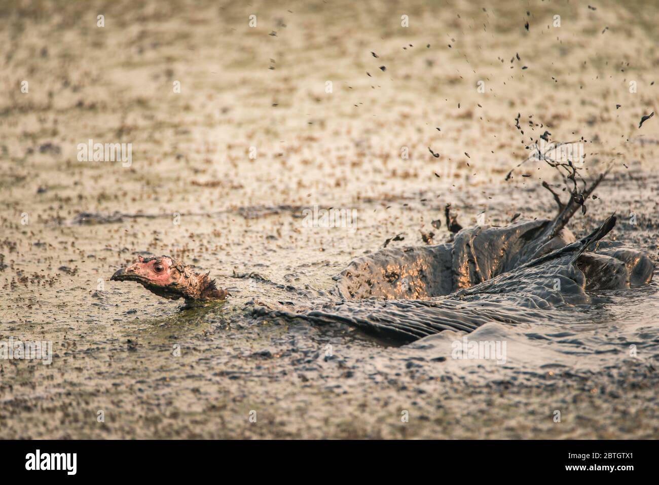 Turkey stuck in a sludge of human feces at a water treatment facility ...
