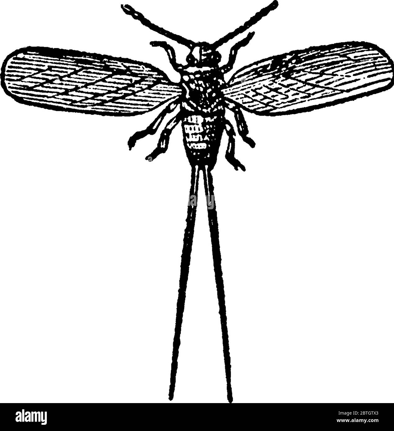 An illustration of a male Cochineal, living on cactus and feeding on ...
