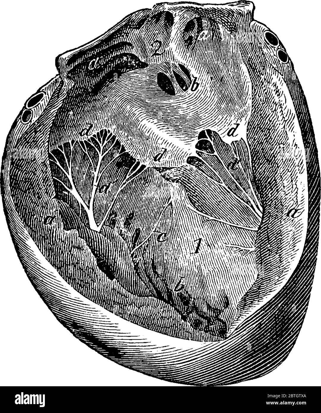 Left side of the heart-laid open, with its parts, labelled, vintage ...